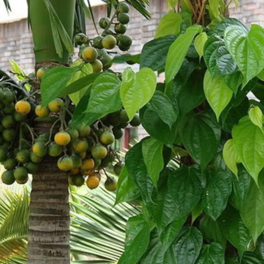 4 tipos de frutas que "despertam" facilmente as células ca.nce.rígenas ...