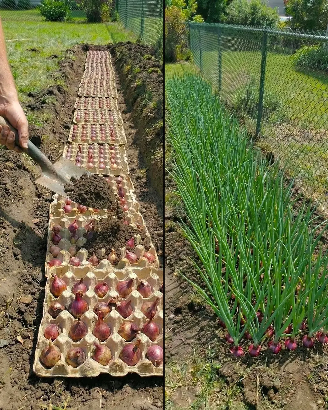 Plantando cebolas com bandejas de caixas de ovos (o método simples em ...